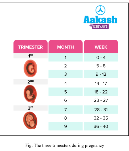 Pregnancy and Embryonic Development: Gastrulation, Ectoderm & Parturition | AESL